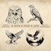 Hawk SVG Bundle, PNG, Hawk Clipart, Hand Drawn Hawks Vector ...