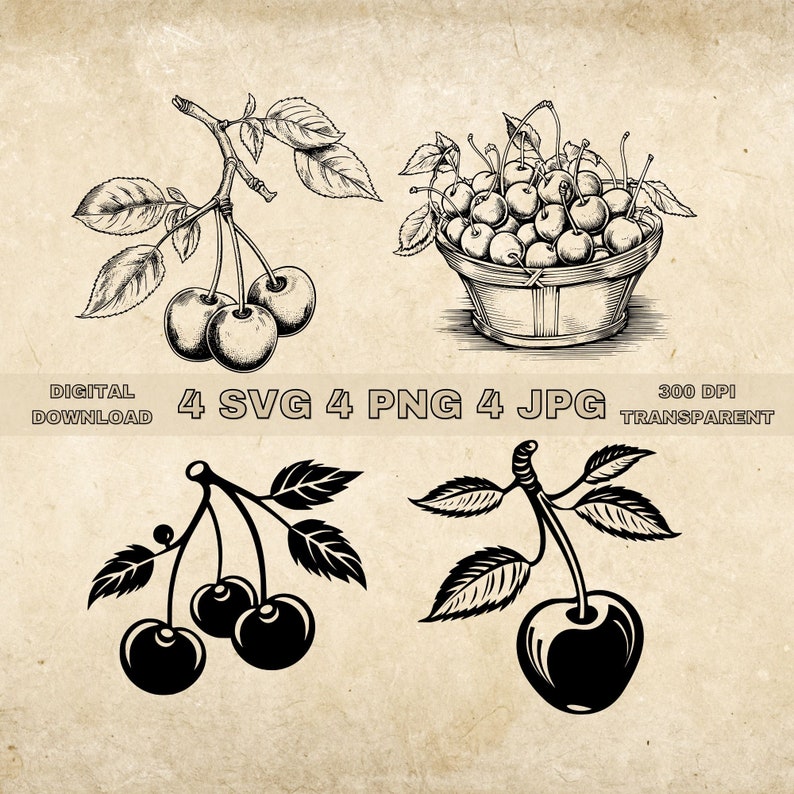 Cherry SVG Bundle, PNG, Fruit Clipart, Hand Drawn Cherries Vector ...