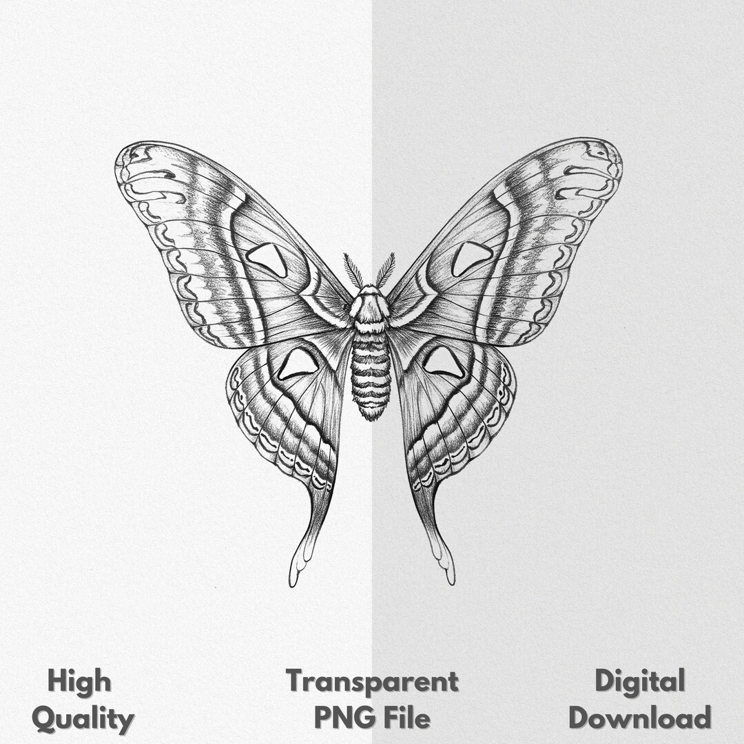 Atlas Moth PNG Sketch Drawing for T Shirt Design and Crafting Digital ...