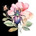 Cute Beetle Clipart, Watercolor Insects PNG Files, Bugs Clip Art ...