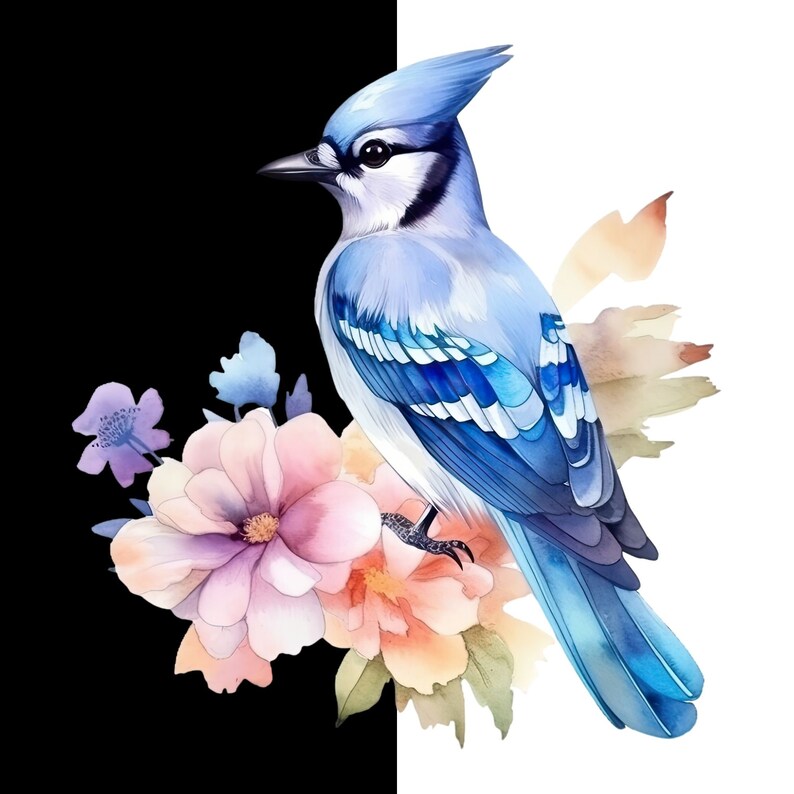 Blue Jay Clipart Watercolor Bluejay PNG Files Cute Floral - Etsy
