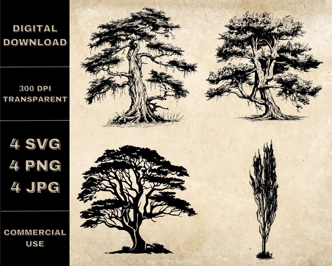 Cypress SVG Bundle, PNG, Trees Clipart, Hand Drawn Cypress Tree Vector ...