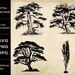 Cypress SVG Bundle, PNG, Trees Clipart, Hand Drawn Cypress Tree Vector ...