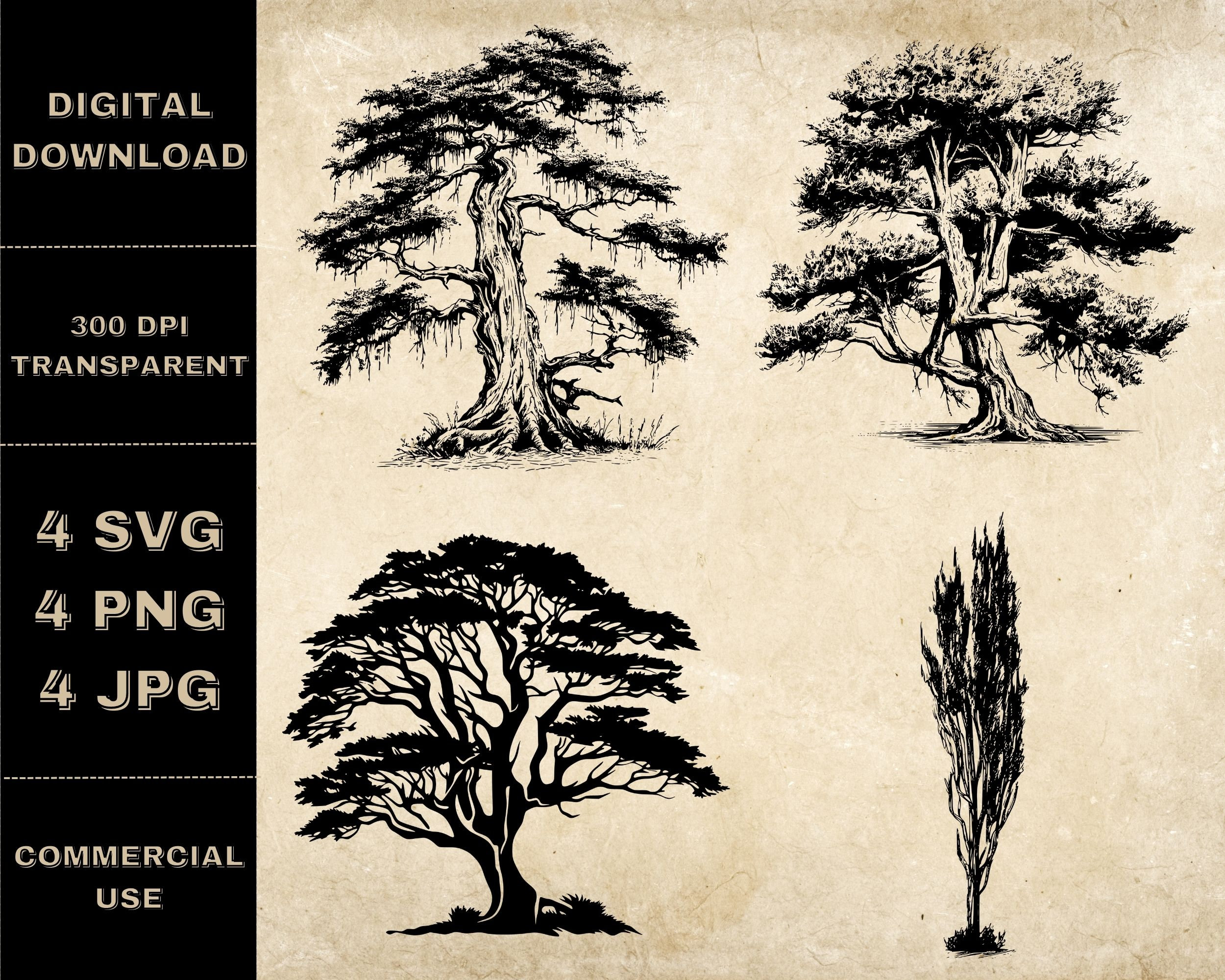 Cypress SVG Bundle, PNG, Trees Clipart, Hand Drawn Cypress Tree Vector ...