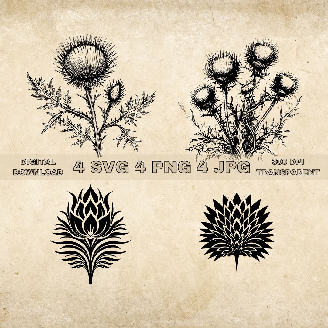 Thistle SVG Bundle, PNG, Wildflower Clipart, Hand Drawn Thistles ...