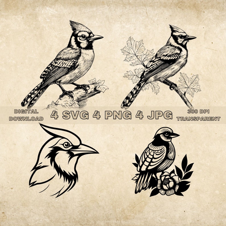 Blue Jay SVG Bundle, PNG, Bird Clipart, Hand Drawn Birds Graphic ...