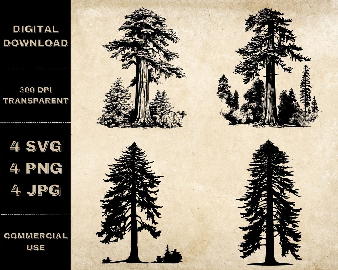 Redwood SVG Bundle, PNG, Trees Clipart, Hand Drawn Redwood Tree Vector ...