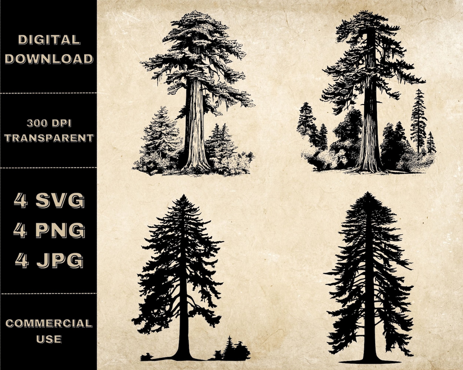 Redwood SVG Bundle, PNG, Trees Clipart, Hand Drawn Redwood Tree Vector ...