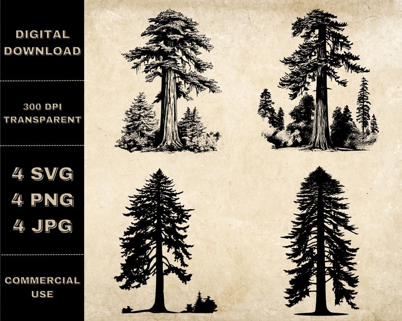 Redwood SVG Bundle, PNG, Trees Clipart, Hand Drawn Redwood Tree Vector ...