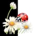 Ladybug Clipart, Ladybug PNG, Cute Bugs and Flowers Clip Art, Nursery ...