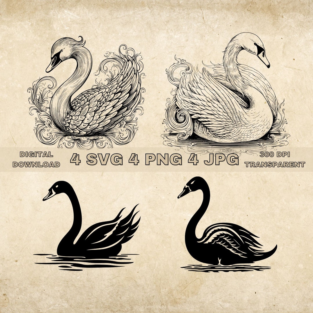 Swan SVG Bundle, PNG, Swan Clipart, Hand Drawn Swans Graphic ...