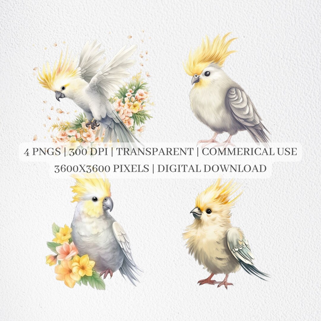 Cockatiel Clipart, Cockatiel PNG, Cute Birds Clip Art for Nursery Decor ...