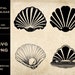 Clam SVG Bundle, PNG, Seashell Clipart, Hand Drawn Sea Shell Vector ...
