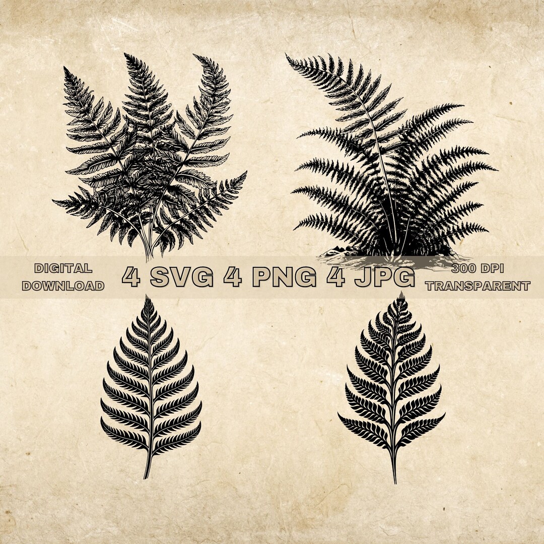 Fern SVG Bundle, PNG, Leaf Clipart, Hand Drawn Ferns Leaves Graphic ...
