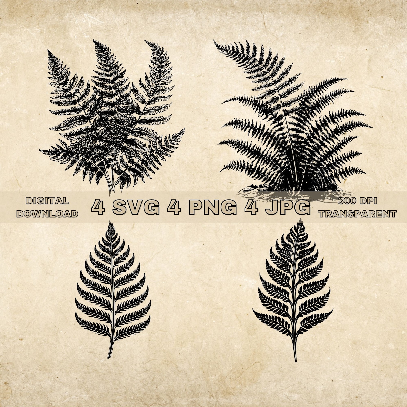 Fern SVG Bundle, PNG, Leaf Clipart, Hand Drawn Ferns Leaves Graphic ...