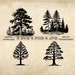 Pine Tree SVG Bundle, PNG, Pine Trees Clipart, Hand Drawn Tree Vector ...
