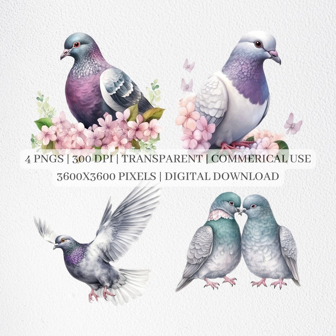 Cute Pigeon Clipart, Penguin PNG Files for Sublimation, Bird and ...