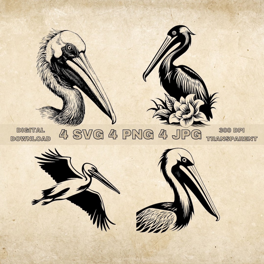 Pelican SVG Bundle, PNG, Floral Pelican Clipart, Hand Drawn Pelican ...