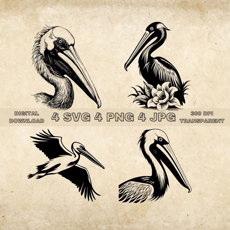 Pelican SVG Bundle, PNG, Floral Pelican Clipart, Hand Drawn Pelican ...