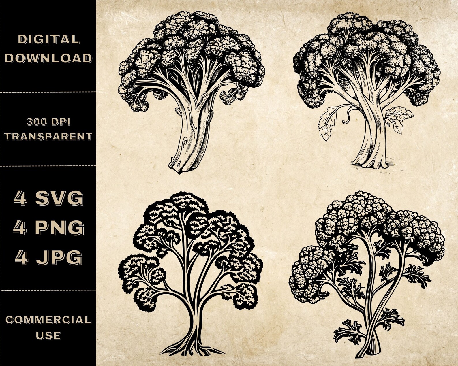 Broccoli SVG Bundle PNG Broccoli Clipart Hand Drawn - Etsy