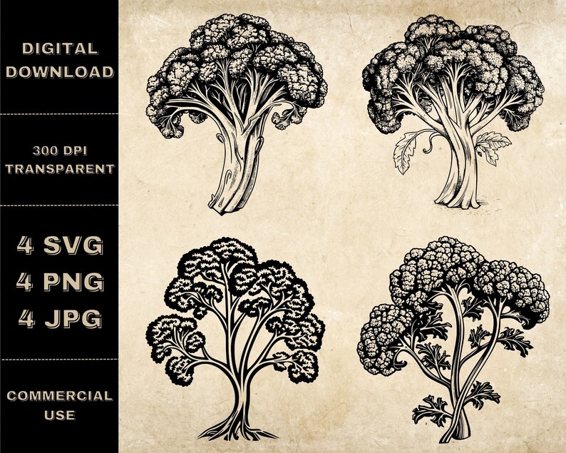 Broccoli SVG Bundle PNG Broccoli Clipart Hand Drawn - Etsy