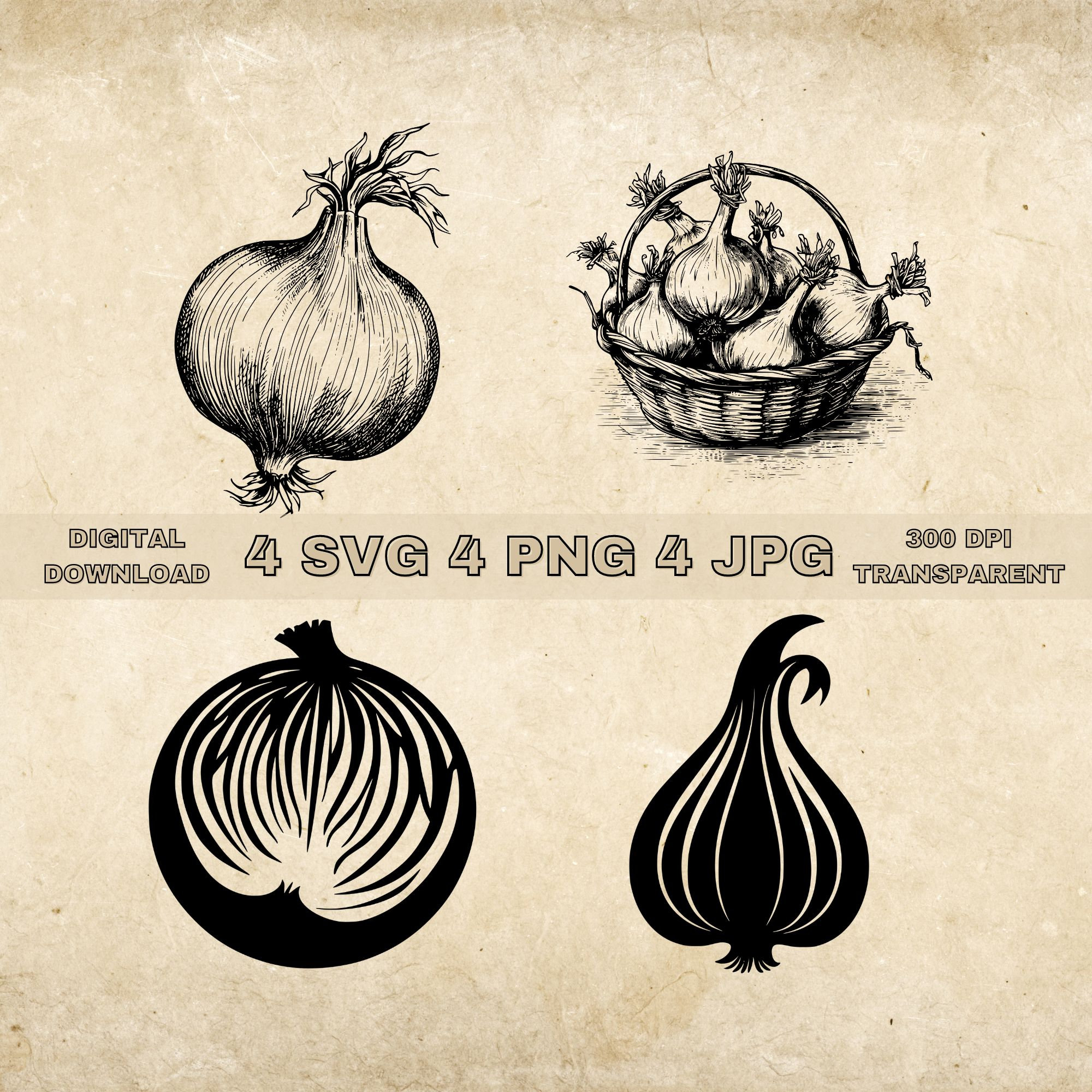 Onion SVG Bundle, PNG, Onion Clipart, Hand Drawn Onions Vector ...