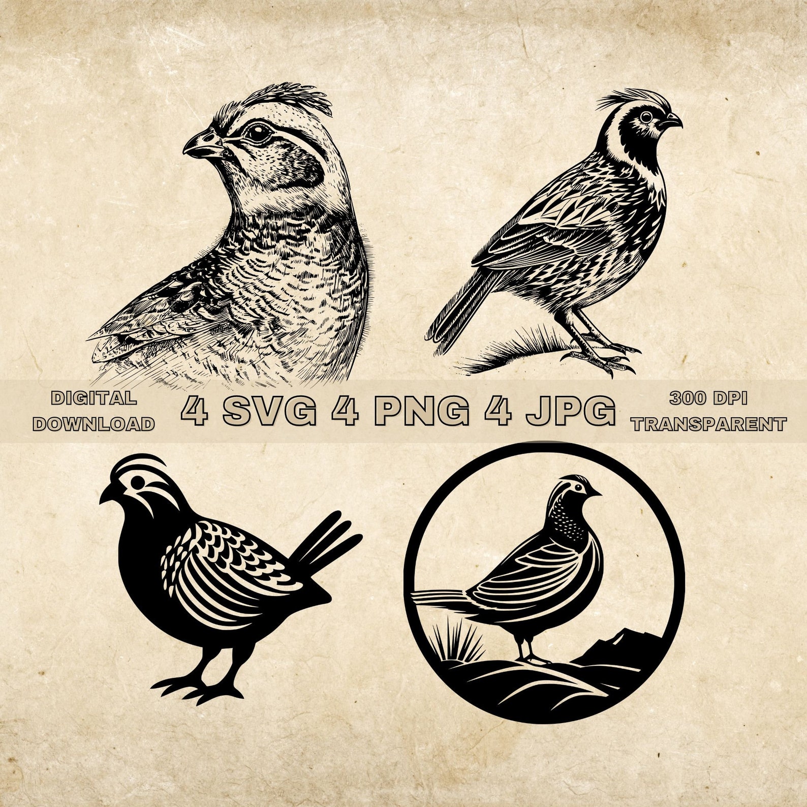 Quail SVG Bundle, PNG, Quail Clipart, Hand Drawn Quail Vector ...