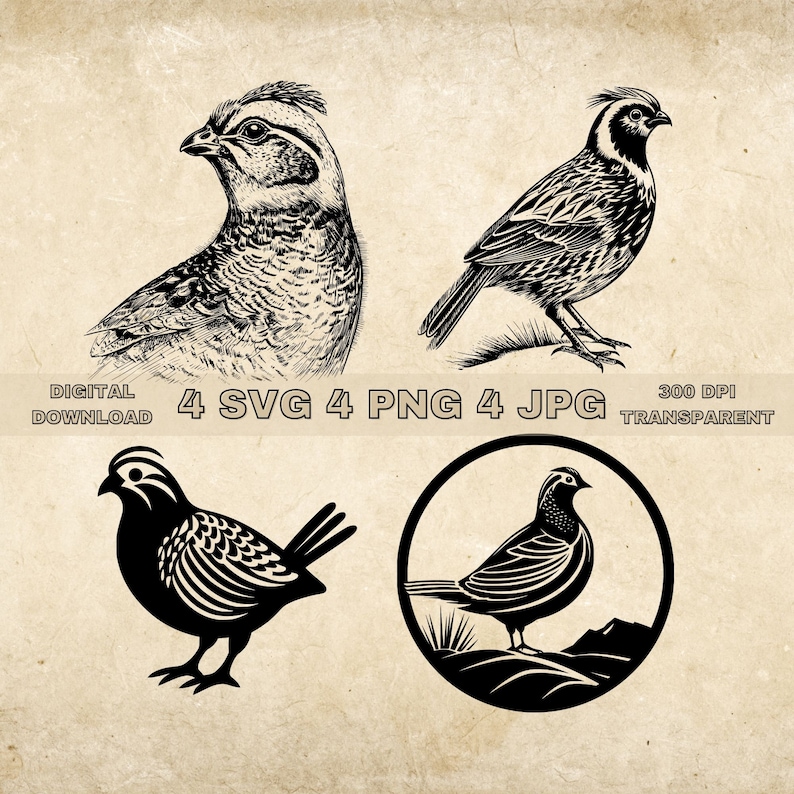Quail SVG Bundle PNG Quail Clipart Hand Drawn Quail Vector - Etsy