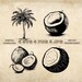 Coconut SVG Bundle, PNG, Tropical Fruit Clipart, Hand Drawn Coconuts ...