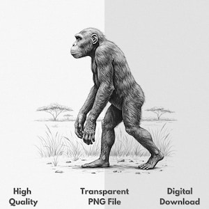 Australopithecus Sketch PNG Sublimation File for Unique Art Projects ...