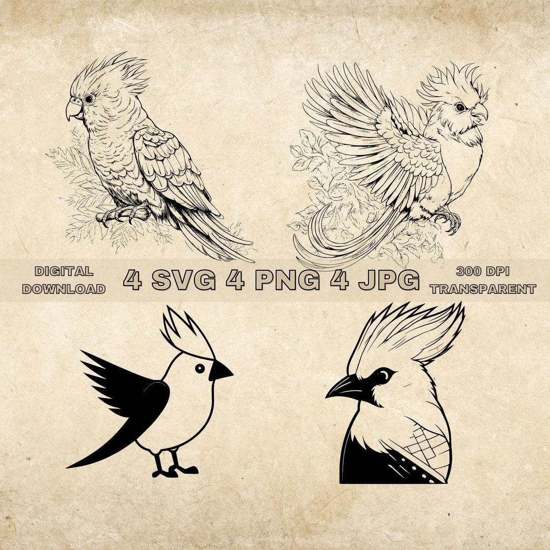 Cockatiel SVG Bundle, PNG, Birds Clipart, Hand Drawn Cockatiels Vector ...