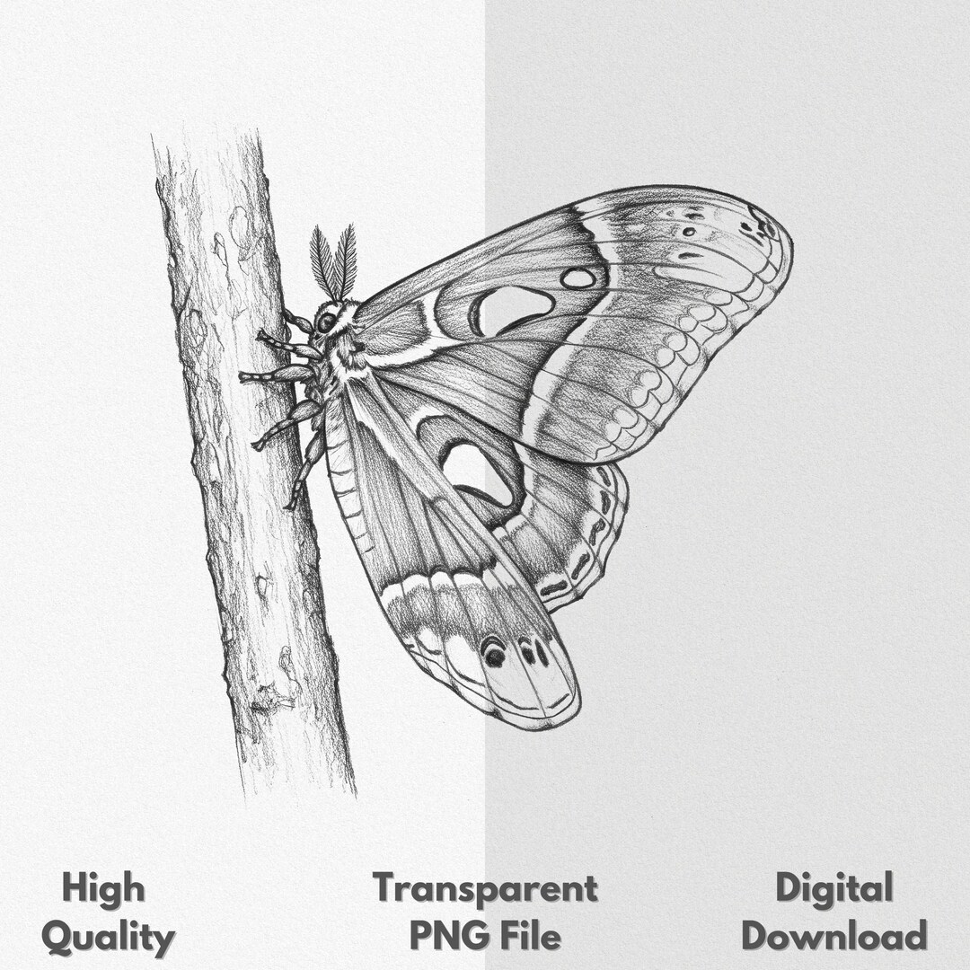 Atlas Moth PNG Sketch Design for Crafting and DIY Projects - Digital ...