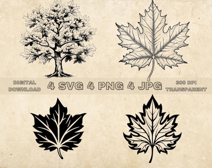Maple Leaf SVG Autumn Illustration Maple Leaf Clipart Fall Graphic ...