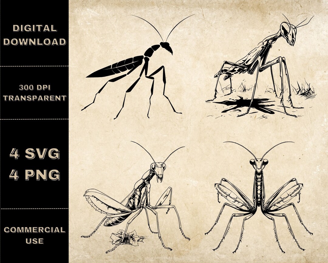 Praying Mantis SVG Bundle, PNG, Praying Mantis Clipart, Hand Drawn ...