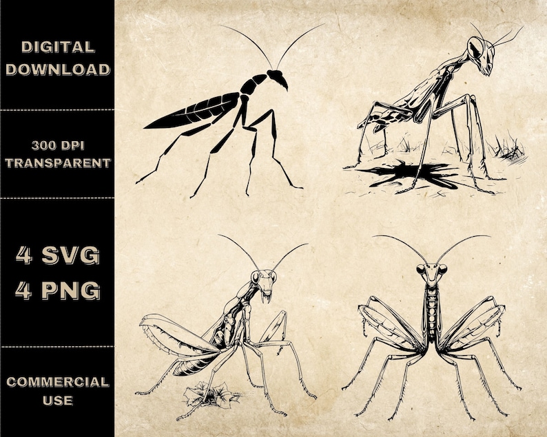 Praying Mantis SVG Bundle, PNG, Praying Mantis Clipart, Hand Drawn ...