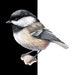 Chickadee Clipart, Chickadee PNG, Cute Birds Clip Art, Nursery Decor ...