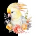 Watercolor Cockatiel Clipart, Cockatiel PNG, Cute Birds Clip Art for ...