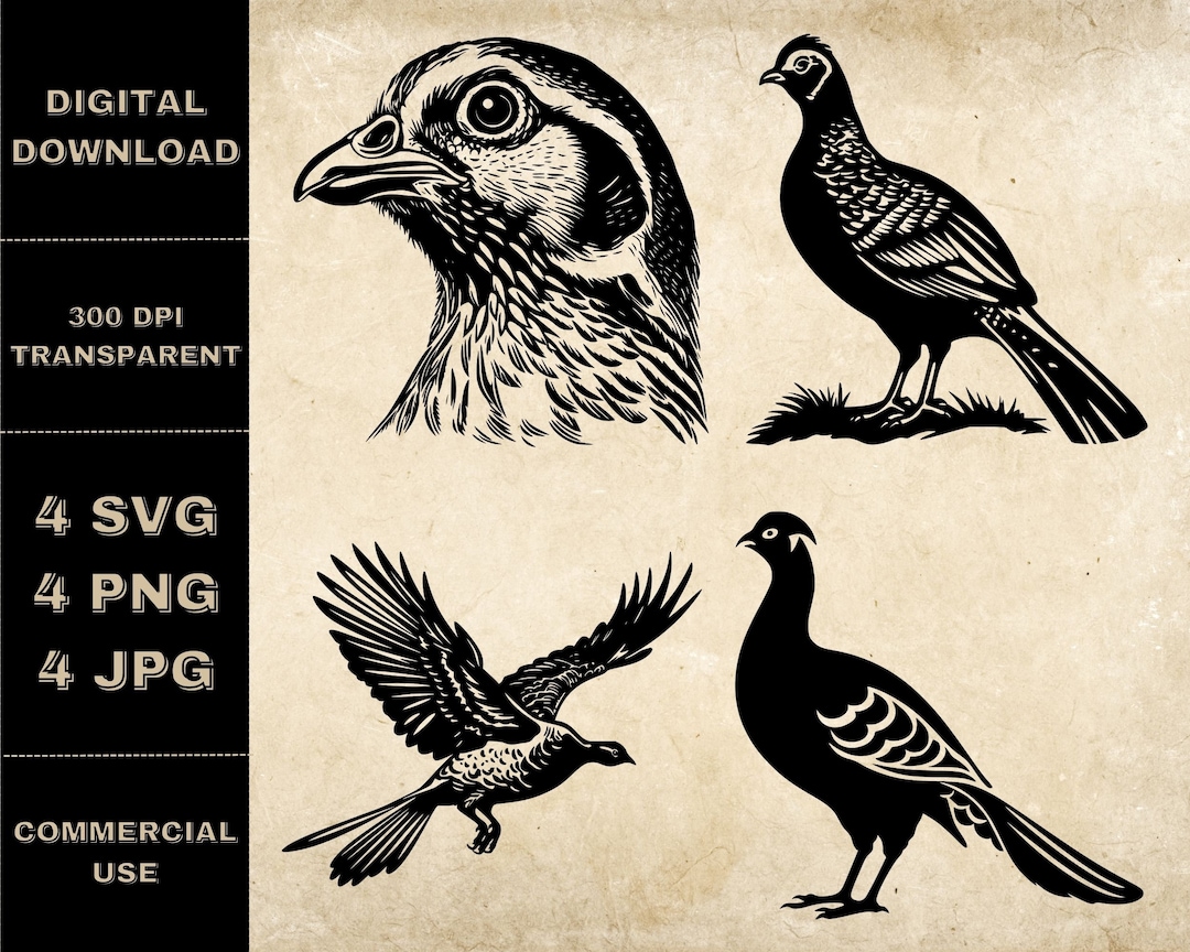 Pheasant SVG Bundle, PNG, Pheasant Clipart, Hand Drawn Pheasant Vector ...