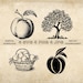 Peach Fruit SVG Bundle, PNG, Peach Tree Clipart, Hand Drawn Peaches ...