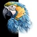 Floral Macaw Clipart, Macaw PNG Files for Sublimation, Tropical Bird ...