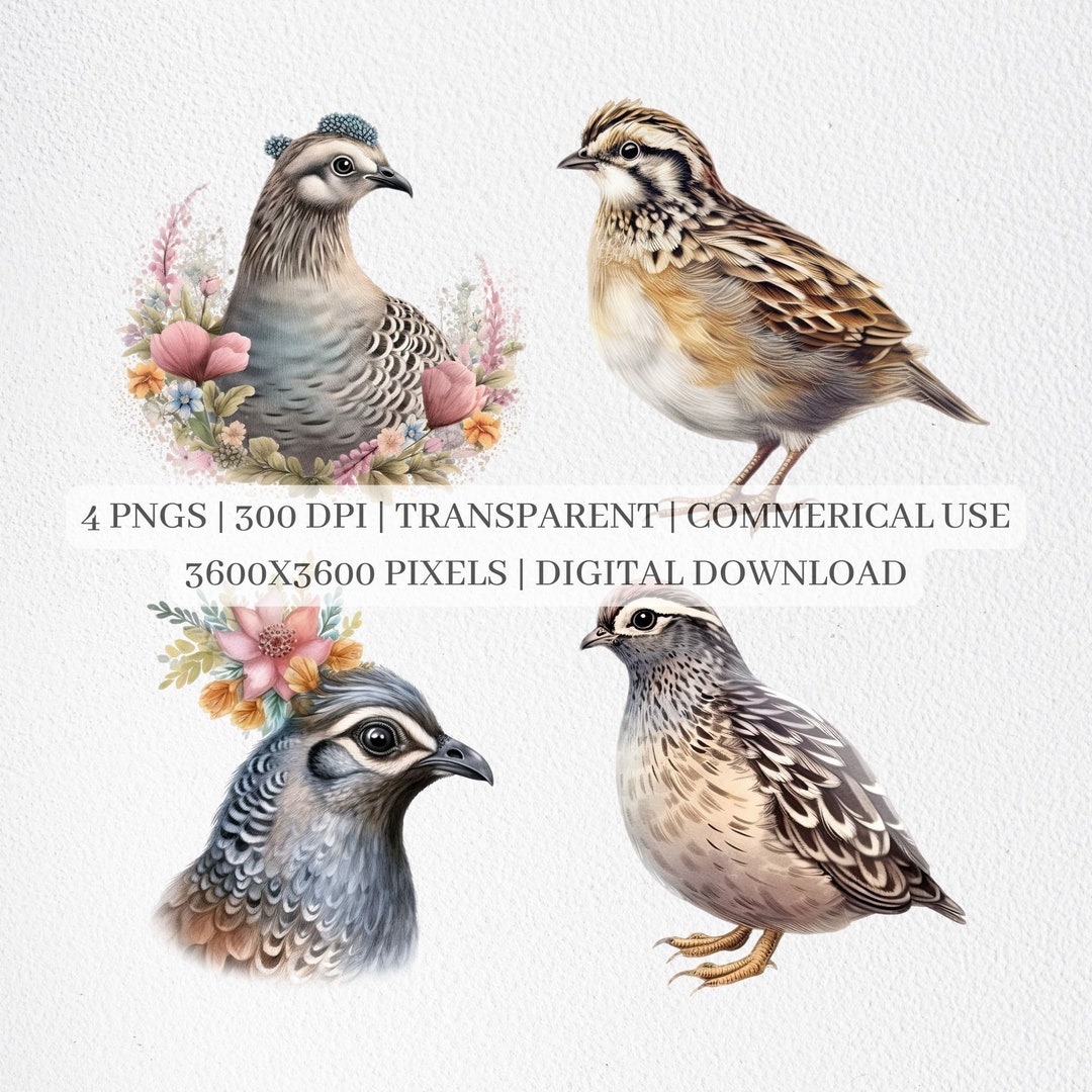Quail Clipart, Quail PNG Files for Sublimation, Bird and Flowers Clip ...