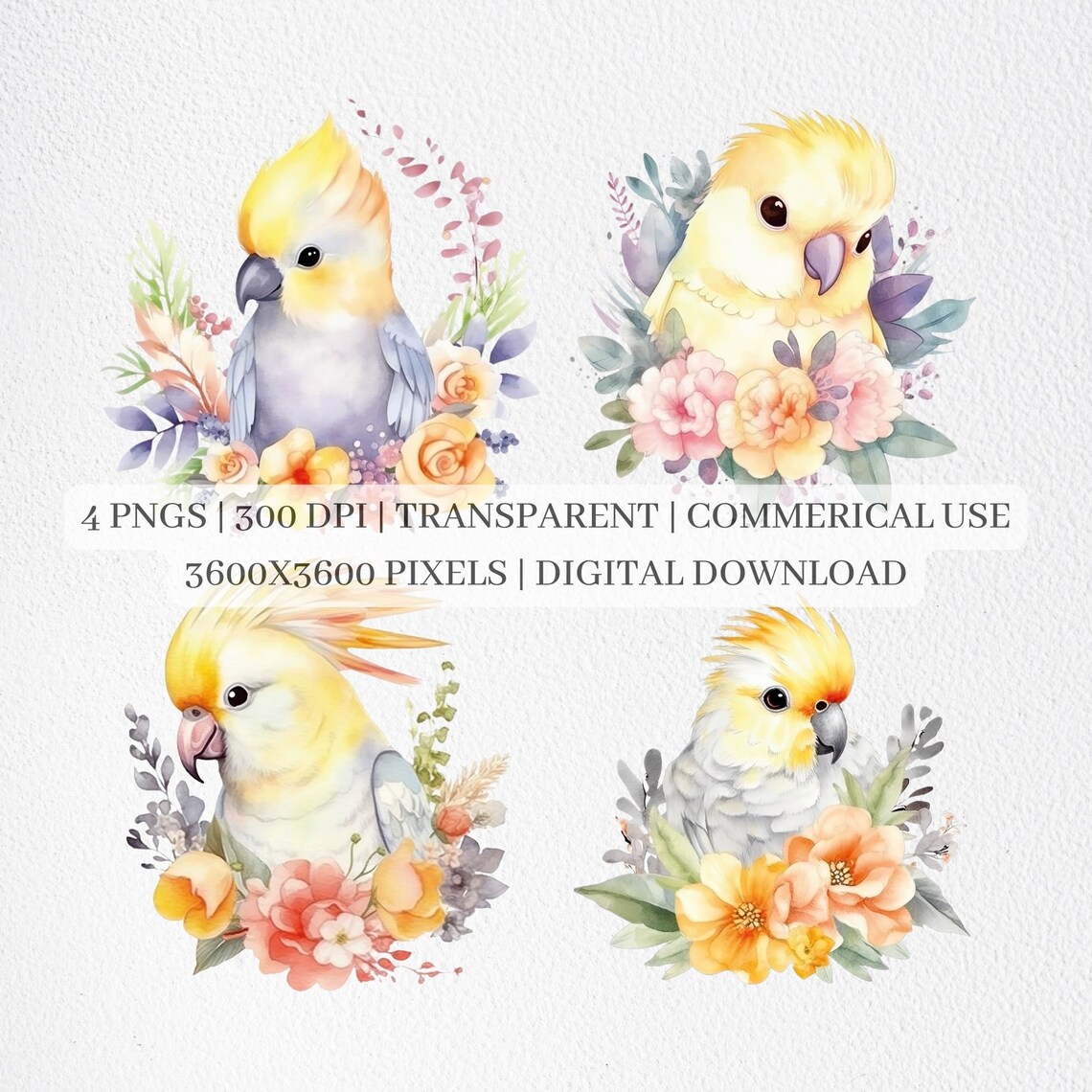 Watercolor Cockatiel Clipart, Cockatiel PNG, Cute Birds Clip Art for ...