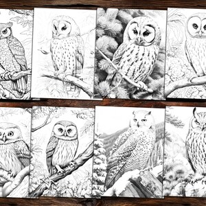 Majestic Owl Coloring Page Book, Fantasy Coloring Book, Adult Coloring ...