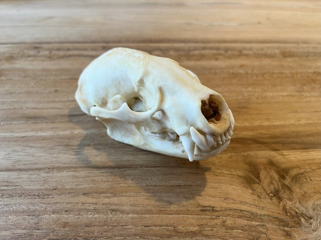 Replica American Badger Skull Taxidermy - Etsy