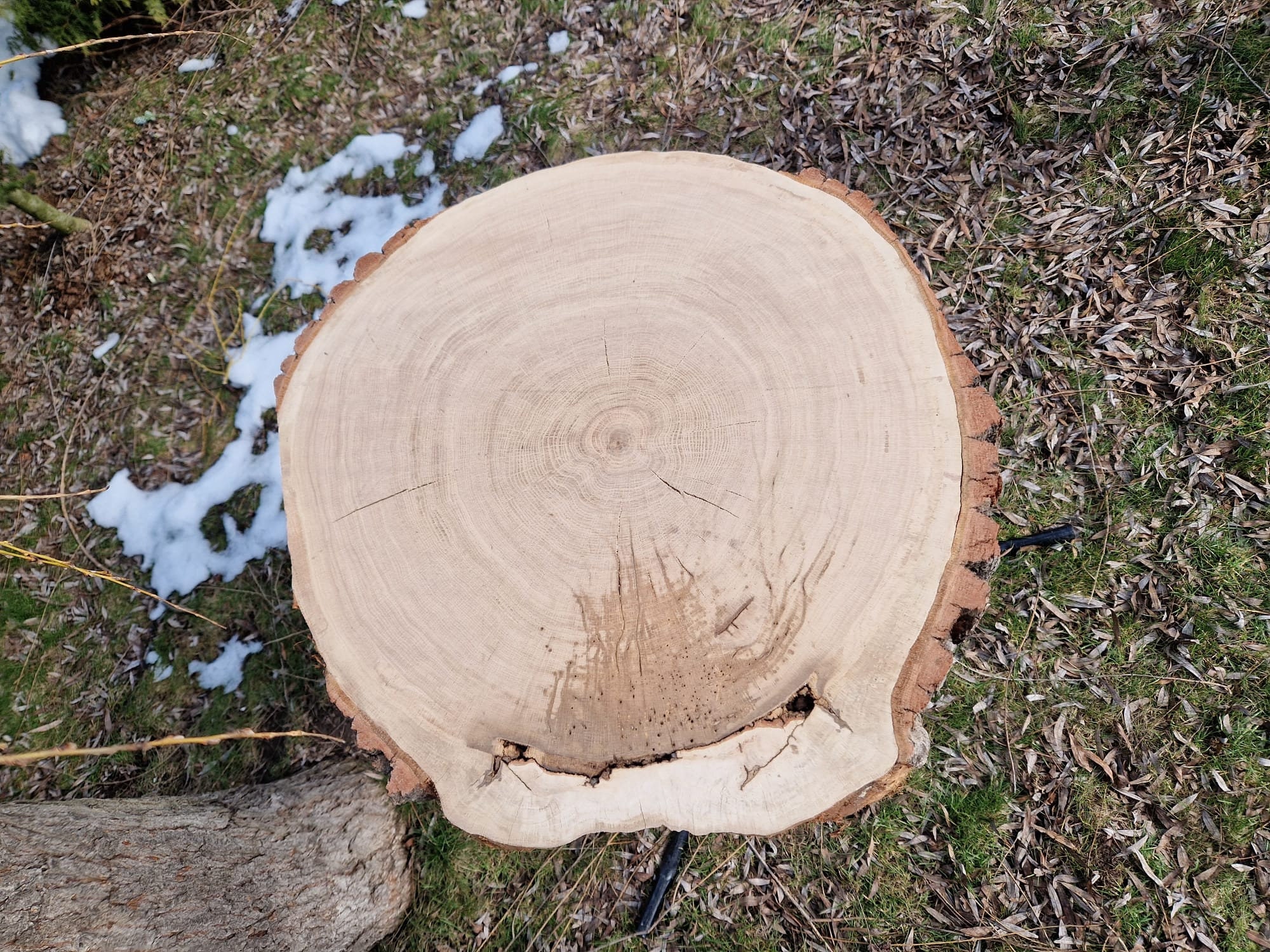 Rustic Oak Slices With Natural Pattern - Etsy UK