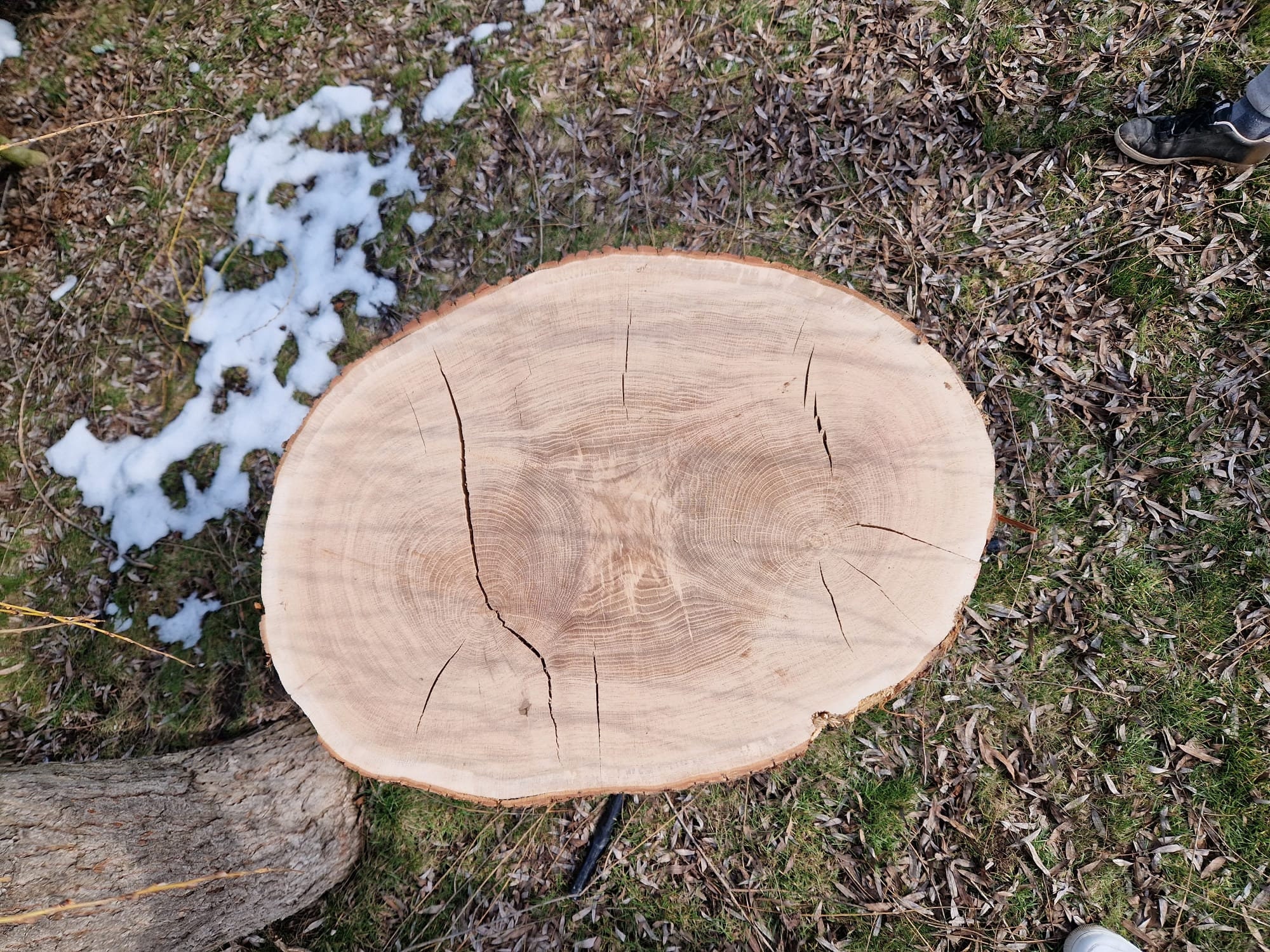 Rustic Oak Slices With Natural Pattern - Etsy UK
