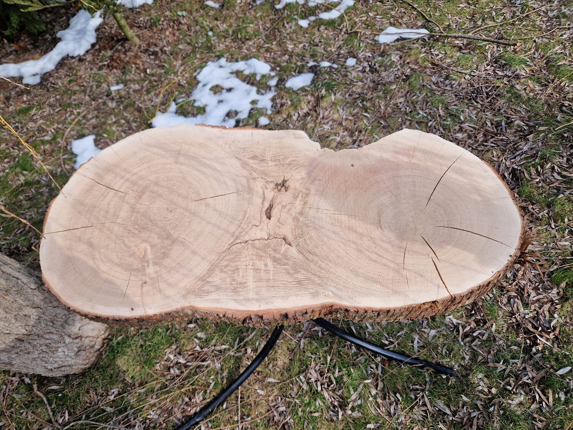 Rustic Oak Slices With Natural Pattern - Etsy UK