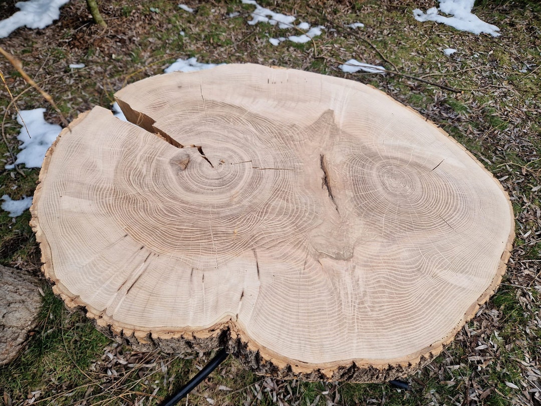 Rustic Oak Slices With Natural Pattern - Etsy UK