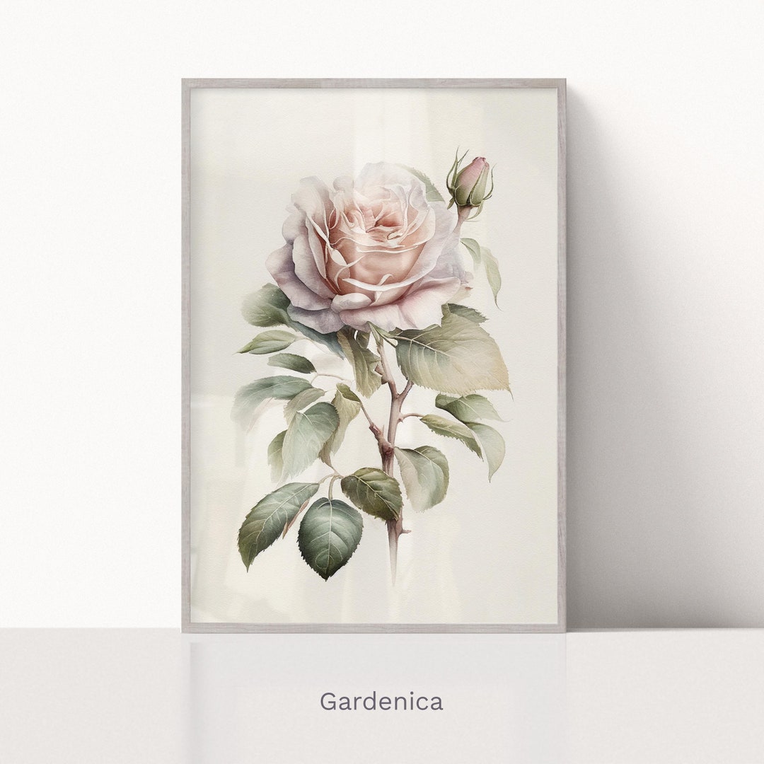 Rose Art Printable, Pink Rose, Vintage Botanical Drawing, Botanical ...