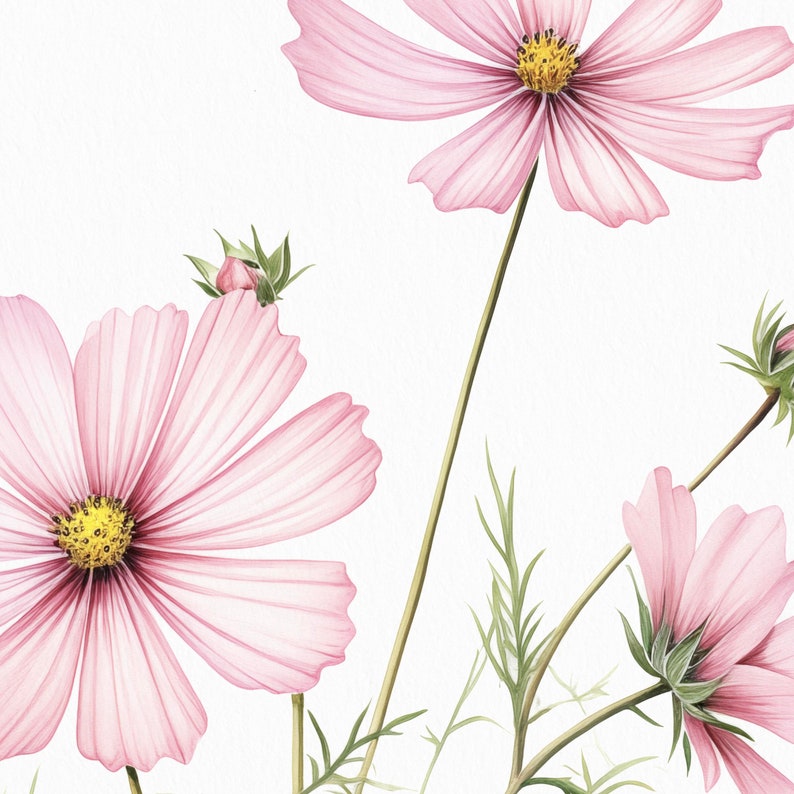Cosmos October Birth Flower Watercolor Print, Minimalistic Floral Art ...